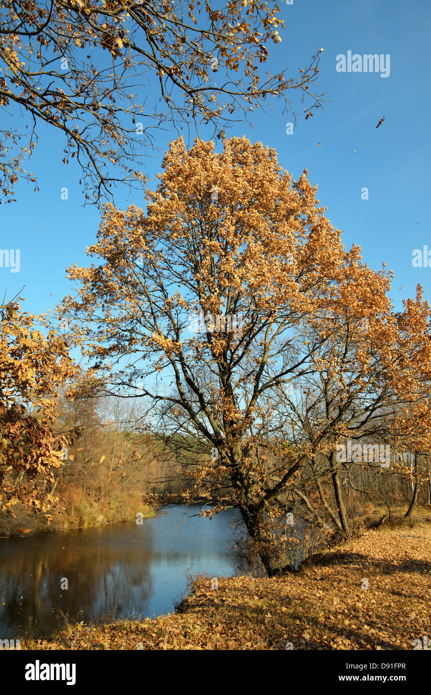 Autumn landscape, Ukraine Stock Photo - Alamy