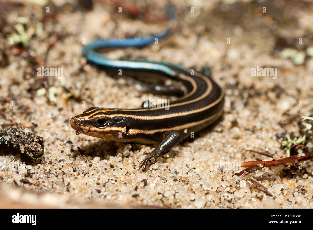Juvenile five-lined skink in the sand- Plestiodon fasciatus Stock Photo ...