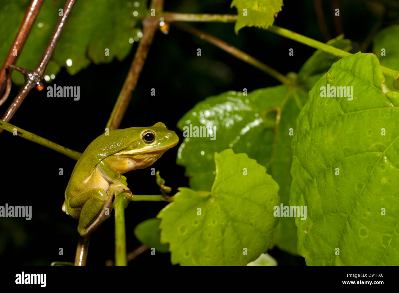 Green tree frog - Hyla cinerea climbing on a plant Stock Photo - Alamy