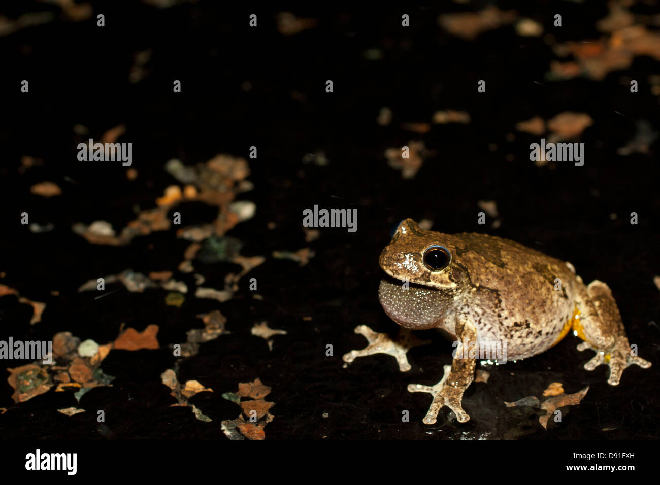 A gray tree frog calling while crossing a road. This frog is traveling ...