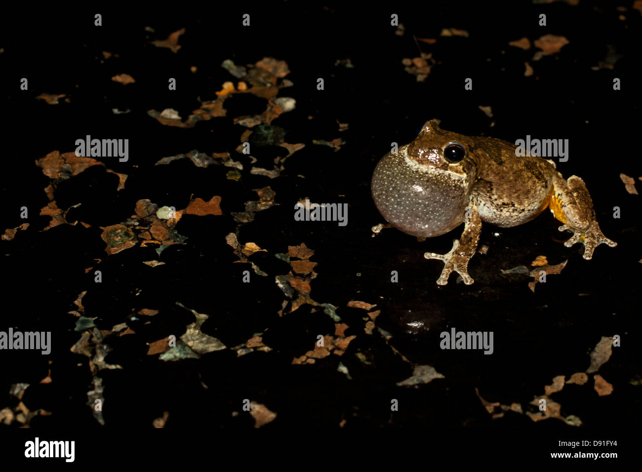 A gray tree frog crossing a road with vocal sac inflated. This frog is ...