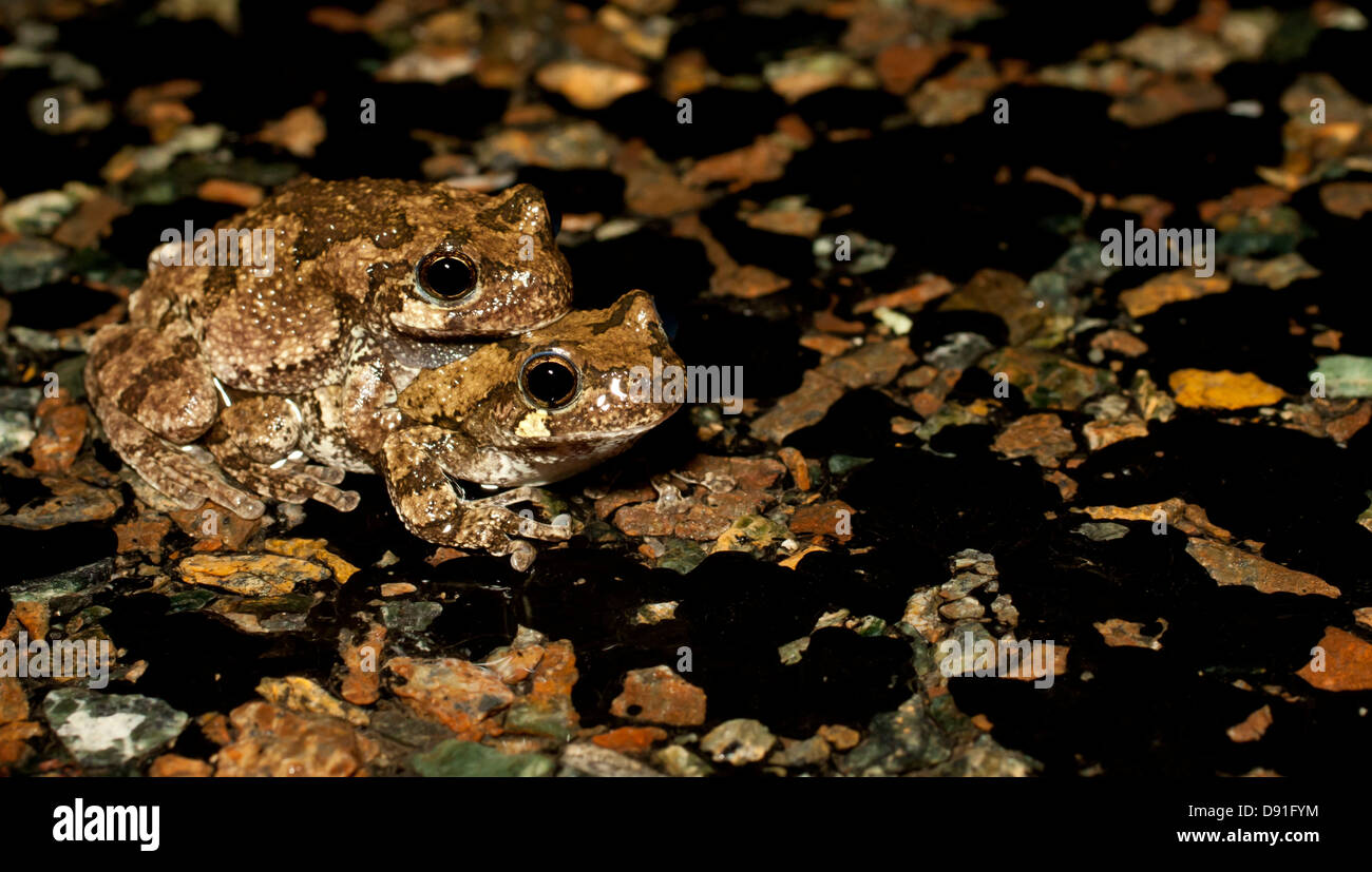 Two gray tree frogs crossing a road in amplexus Stock Photo - Alamy