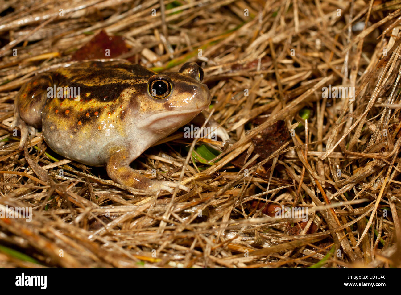 A male eastern spadefoot - Scaphiopus holbrookii Stock Photo - Alamy