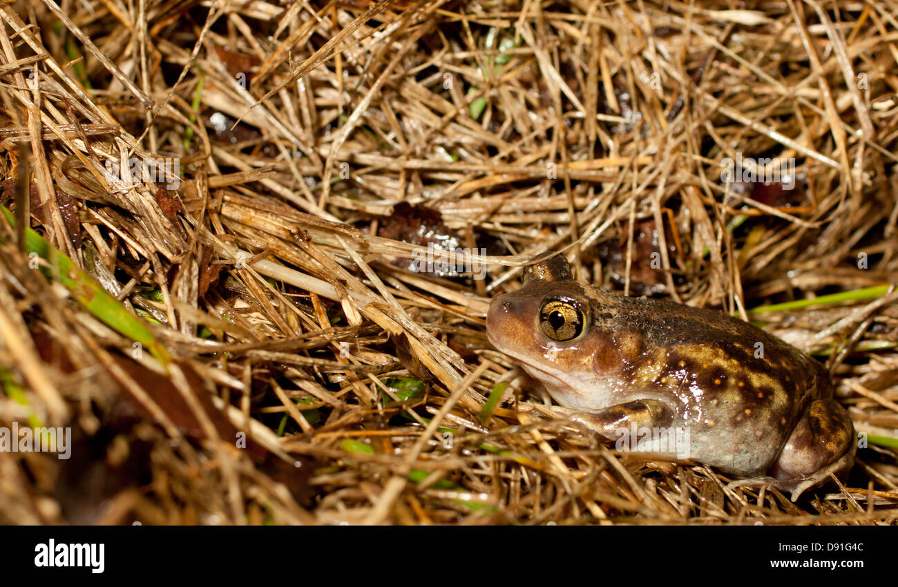 A female eastern spadefoot - Scaphiopus holbrookii Stock Photo - Alamy