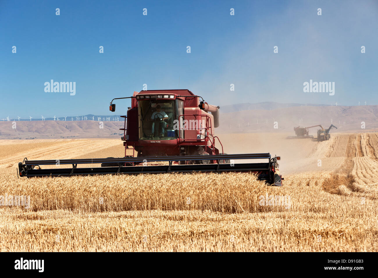 Combine harvesting wheat Stock Photo - Alamy