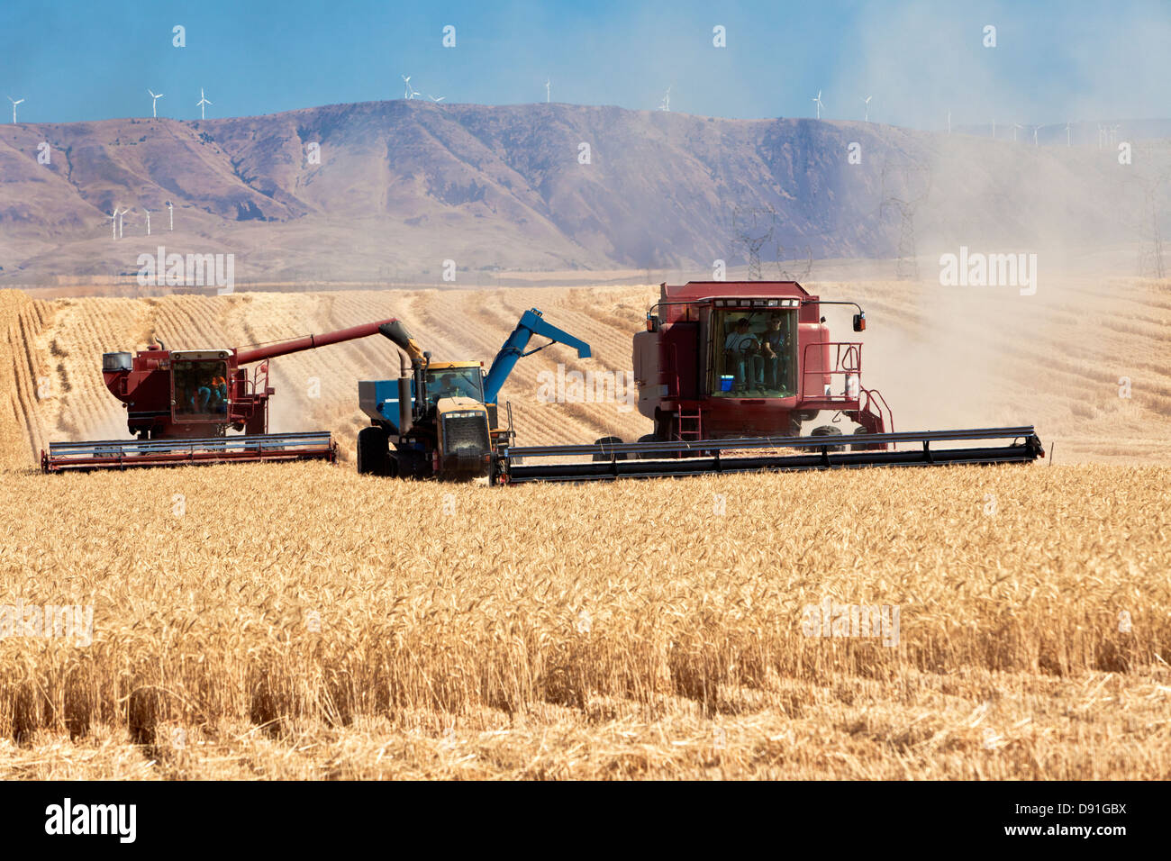 Combines harvesting wheat Stock Photo - Alamy