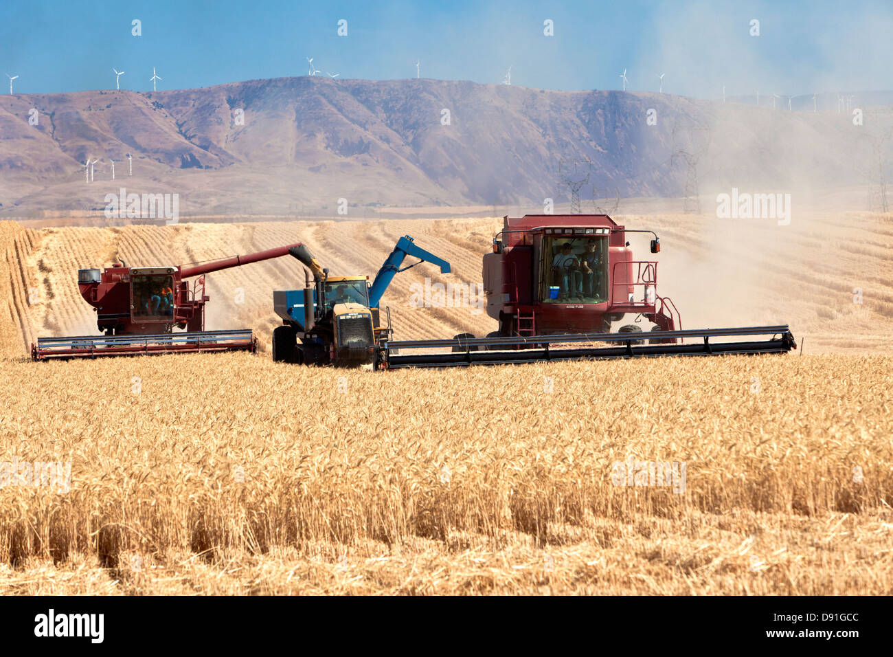 Combines harvesting wheat Stock Photo - Alamy