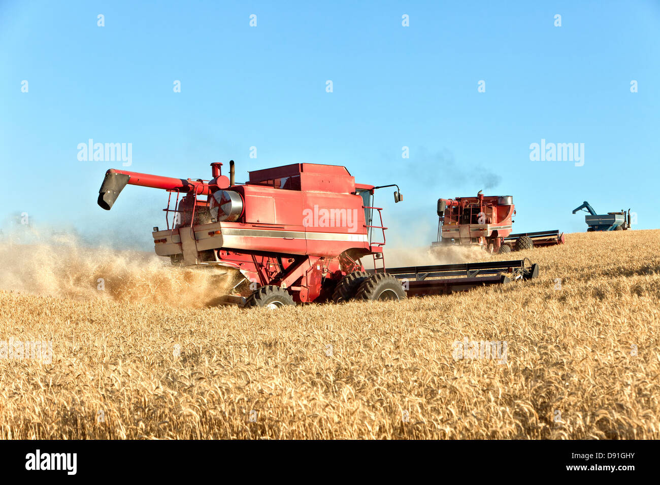 Combines harvesting wheat Stock Photo - Alamy
