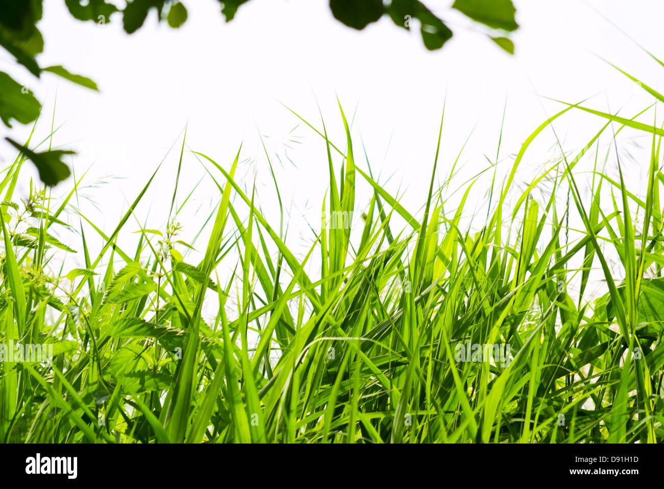 Grass in forest Stock Photo - Alamy