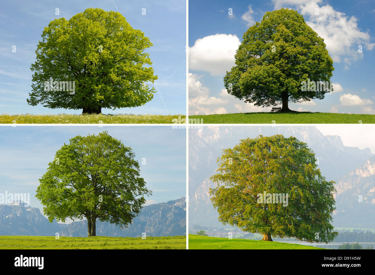 four big old linden, oak, beech trees in Bavaria Stock Photo - Alamy