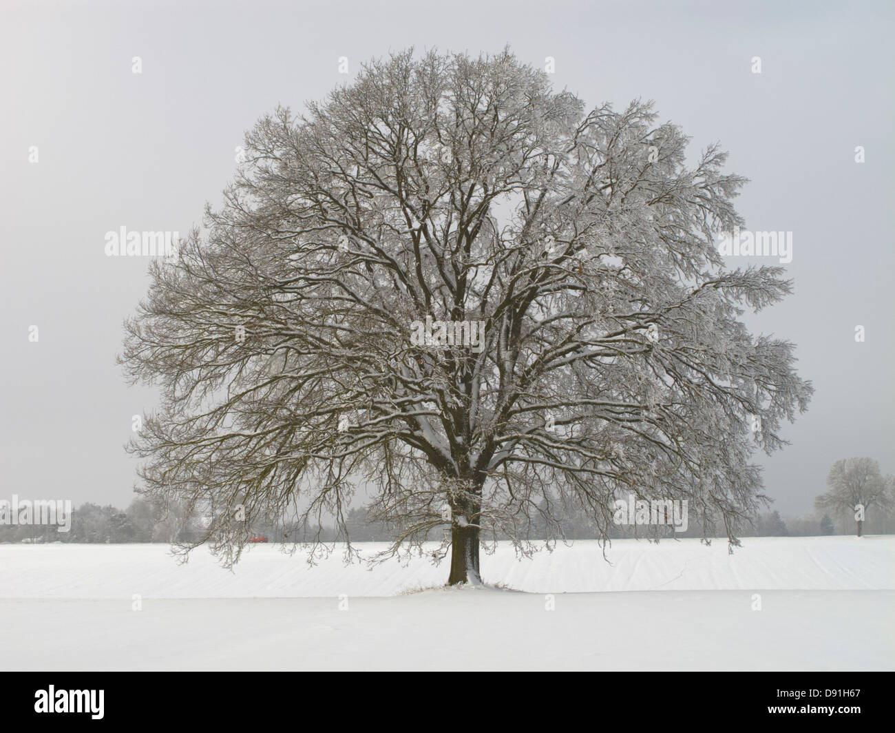 Alone fog one single hi-res stock photography and images - Alamy