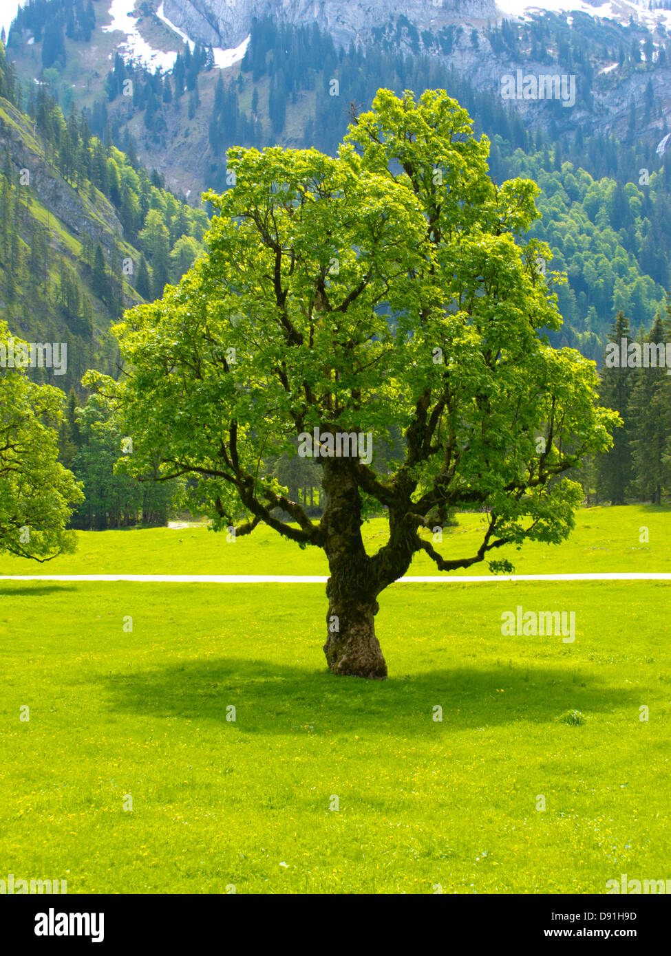 Maple Trees In Spring