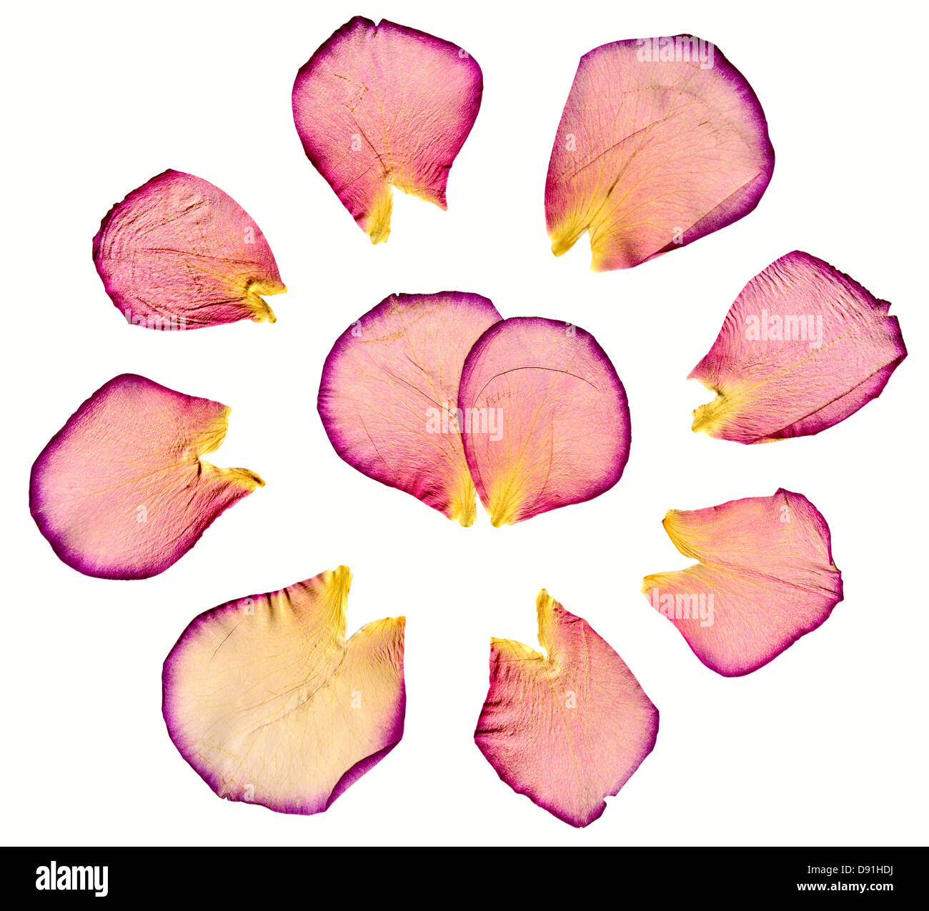 Dried fallen Cut Out Stock Images & Pictures - Alamy