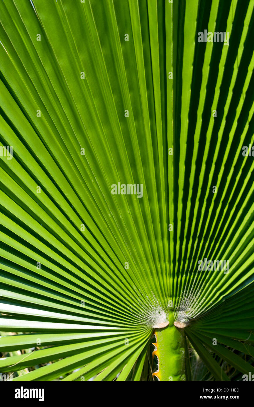 Closeup palm leaf Stock Photo - Alamy