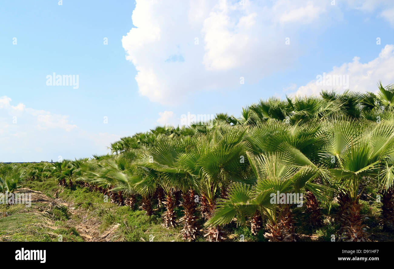 Asia oil palm cultivation hi-res stock photography and images - Alamy