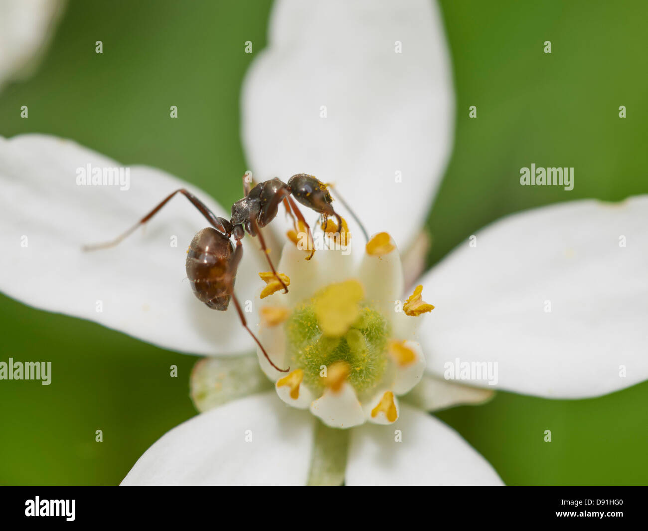 Ant feeding on flowering plant Stock Photo - Alamy