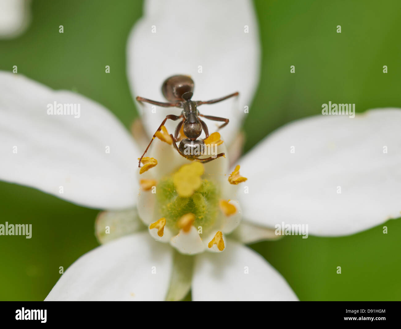 Ant feeding hi-res stock photography and images - Alamy