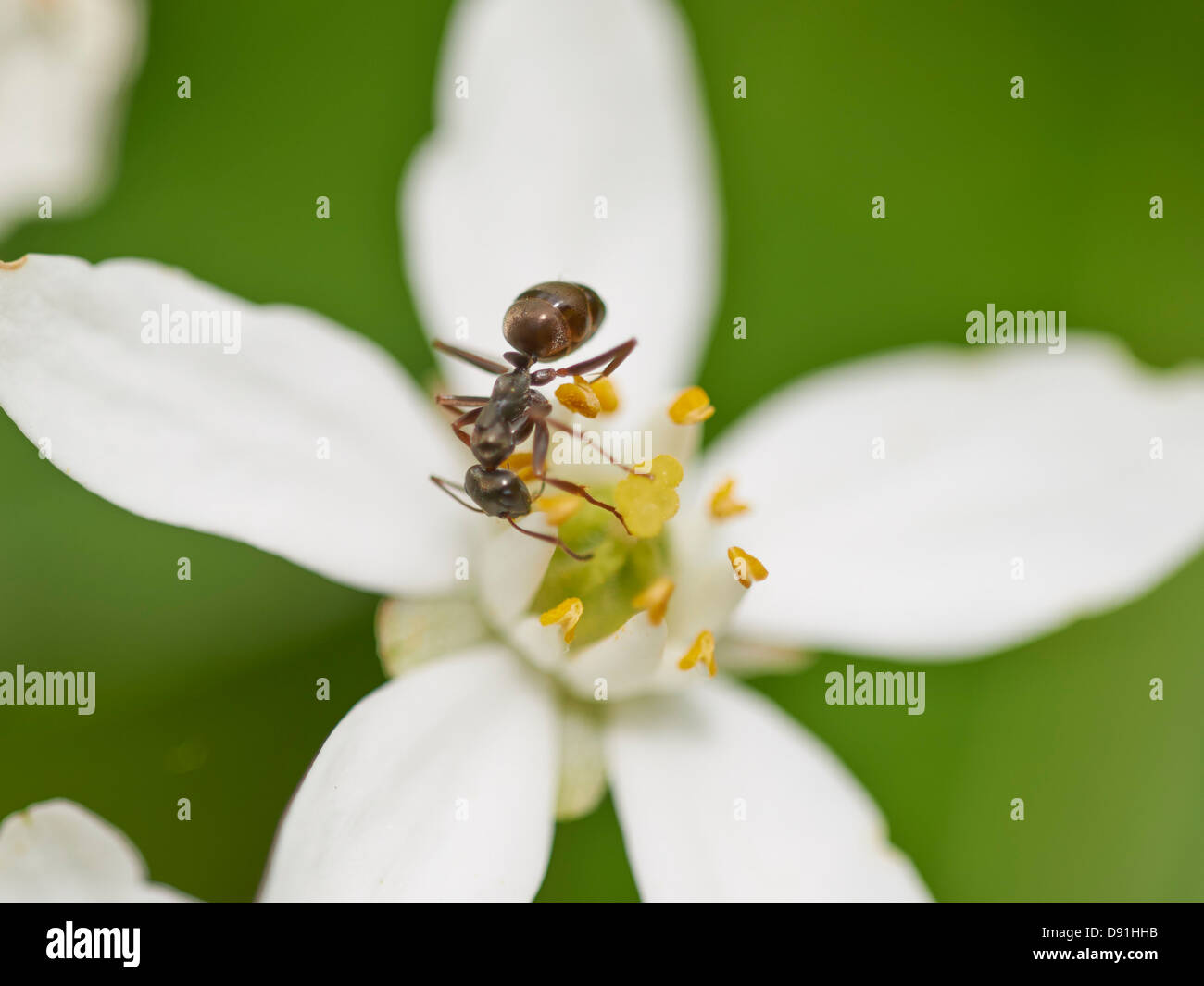 Ant feeding hi-res stock photography and images - Alamy