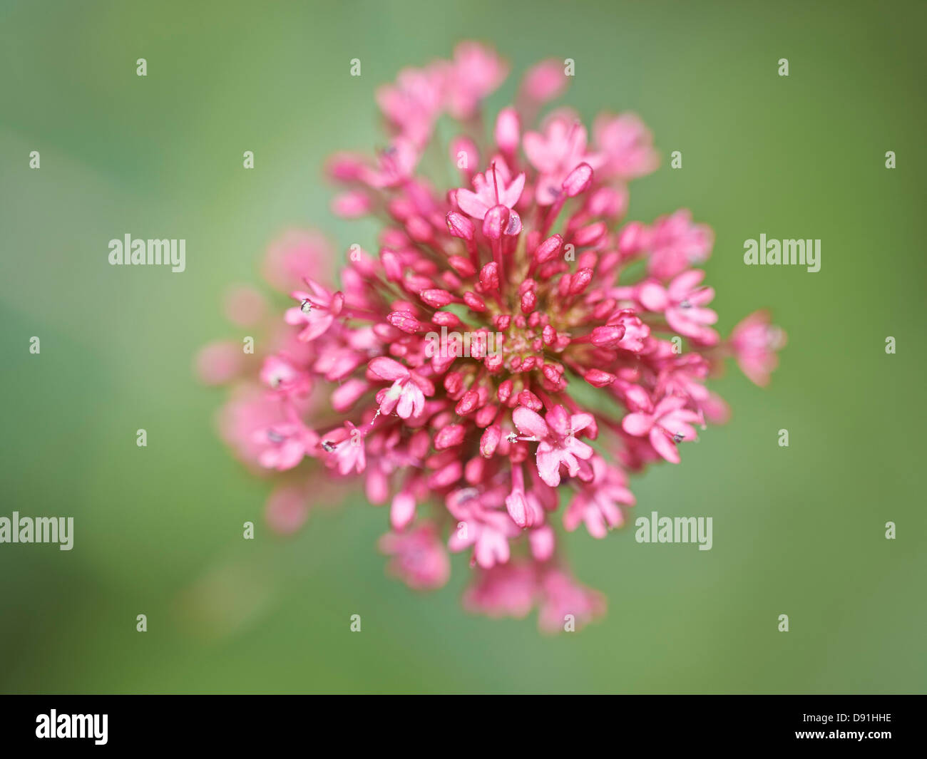 Centranthus ruber hi-res stock photography and images - Alamy