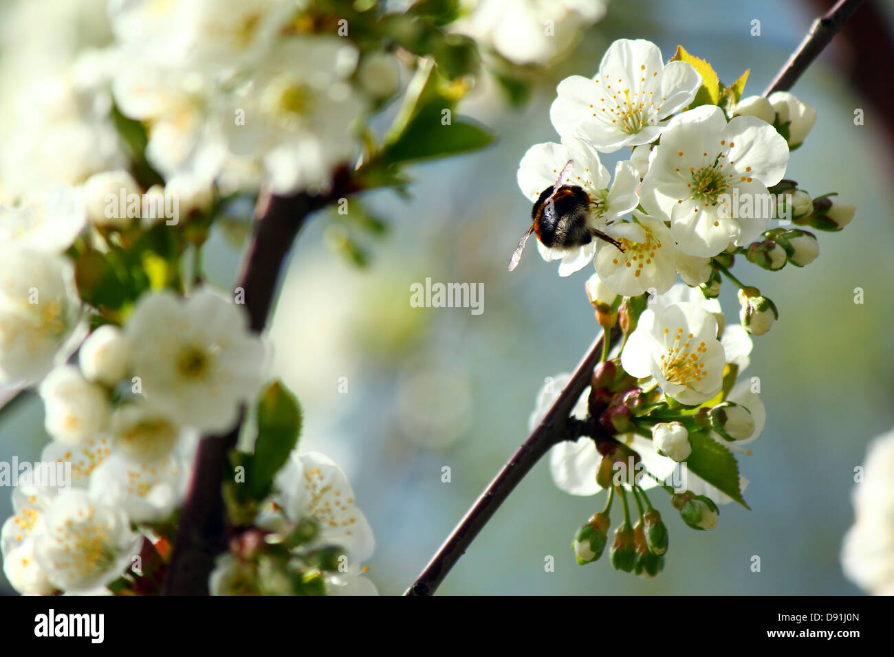 Bumblebee on the cherry tree Stock Photo - Alamy