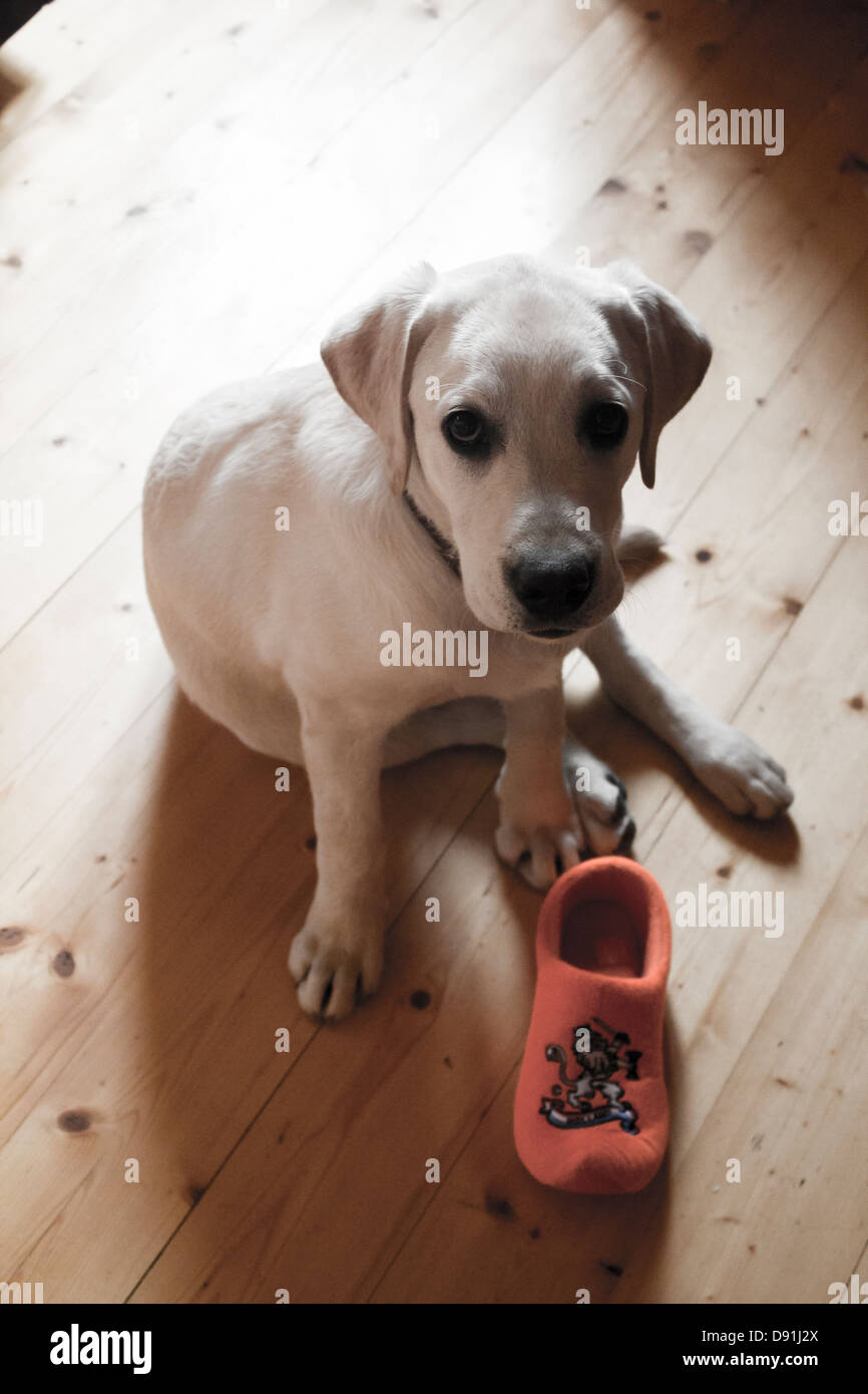 Animal slippers hi-res stock photography and images - Alamy