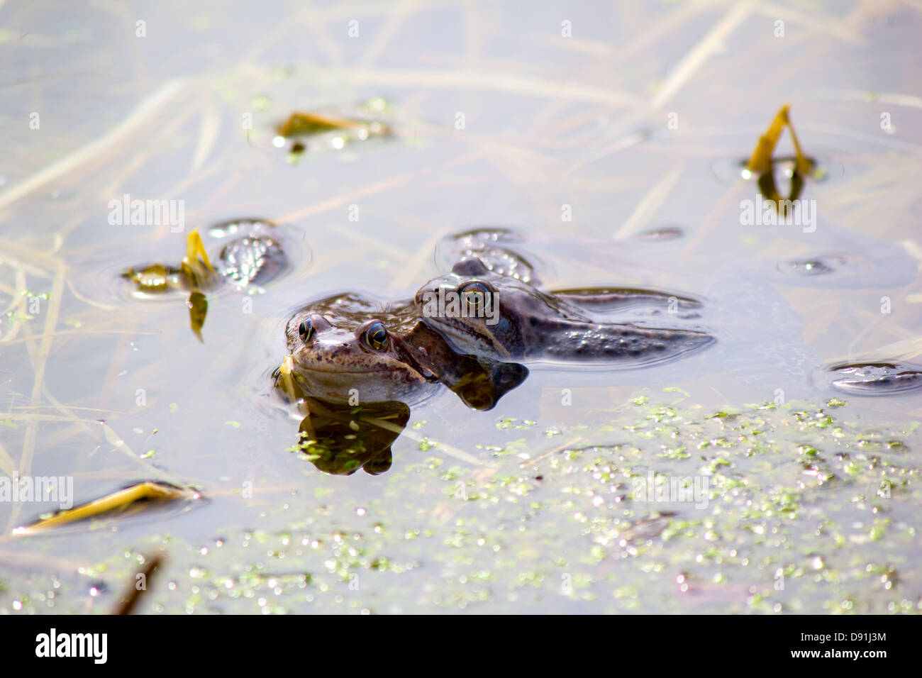 Toad swimming in a swamp in the spring Stock Photo - Alamy