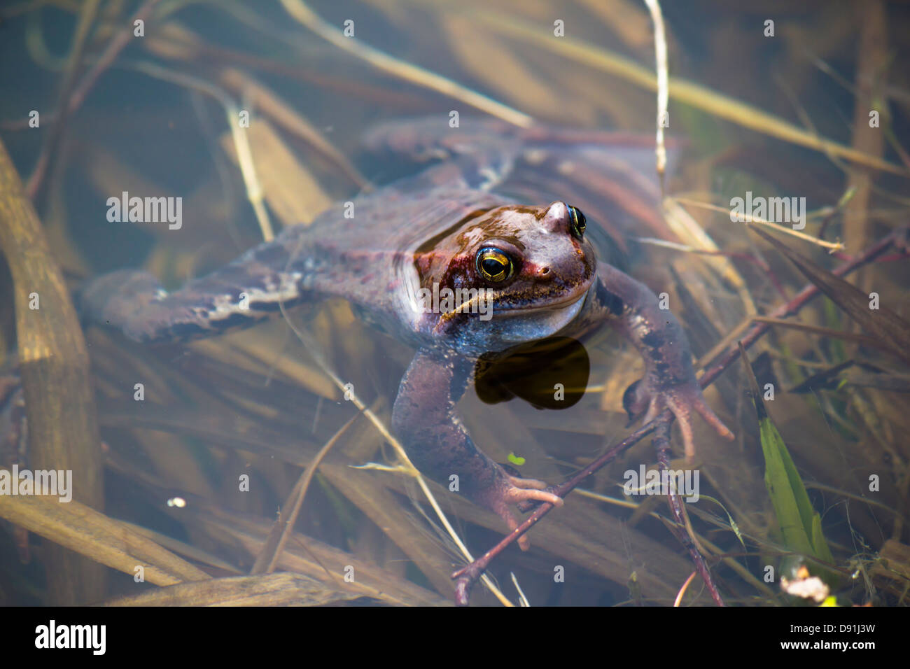 Toad swimming in a swamp in the spring Stock Photo - Alamy