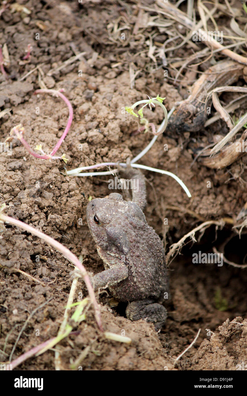 Pit frog hi-res stock photography and images - Alamy