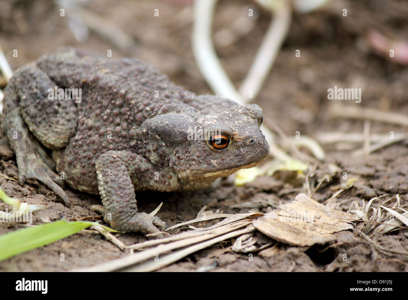 Pit frog hi-res stock photography and images - Alamy