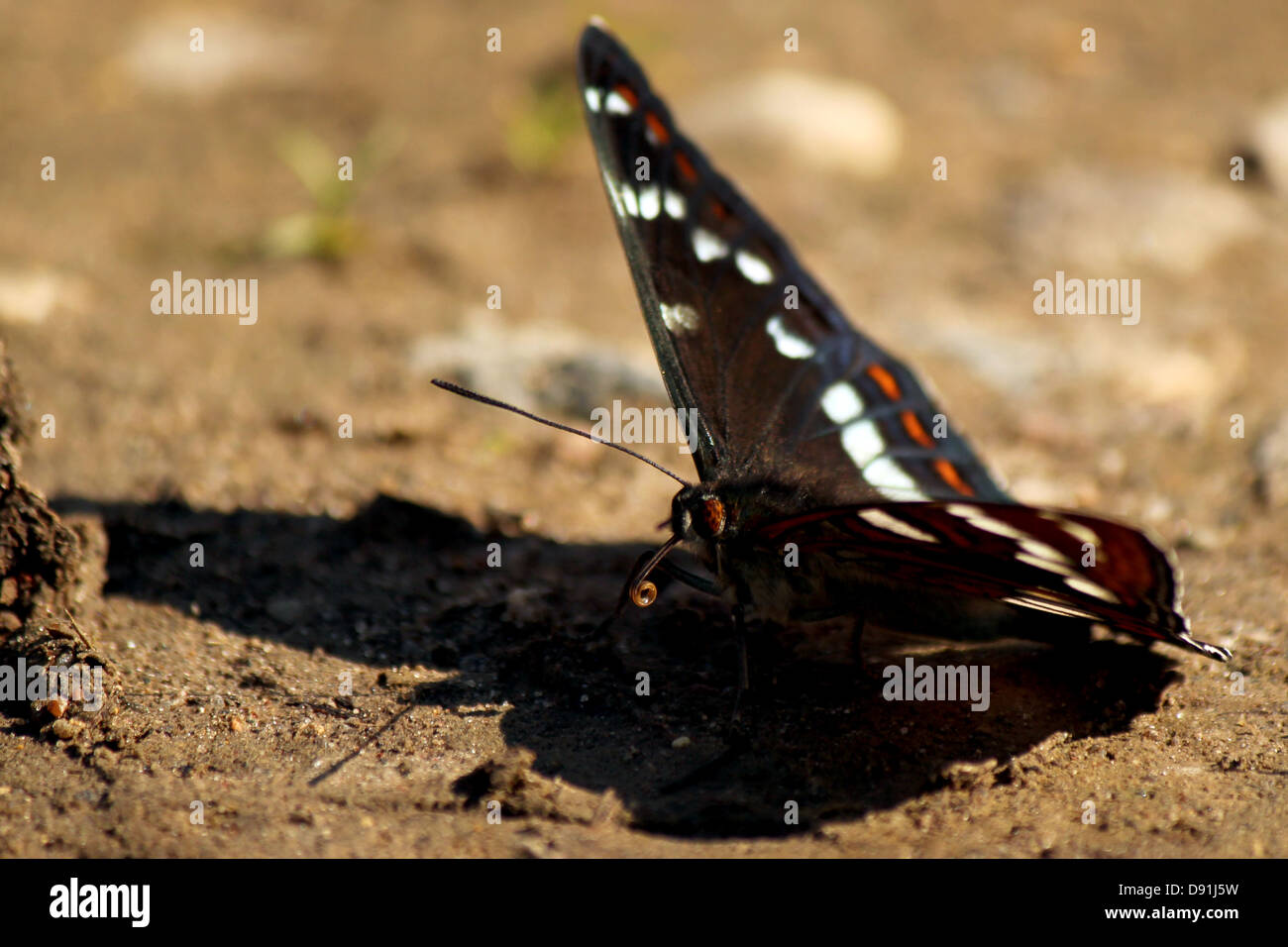 Butterfly on the ground Stock Photo - Alamy