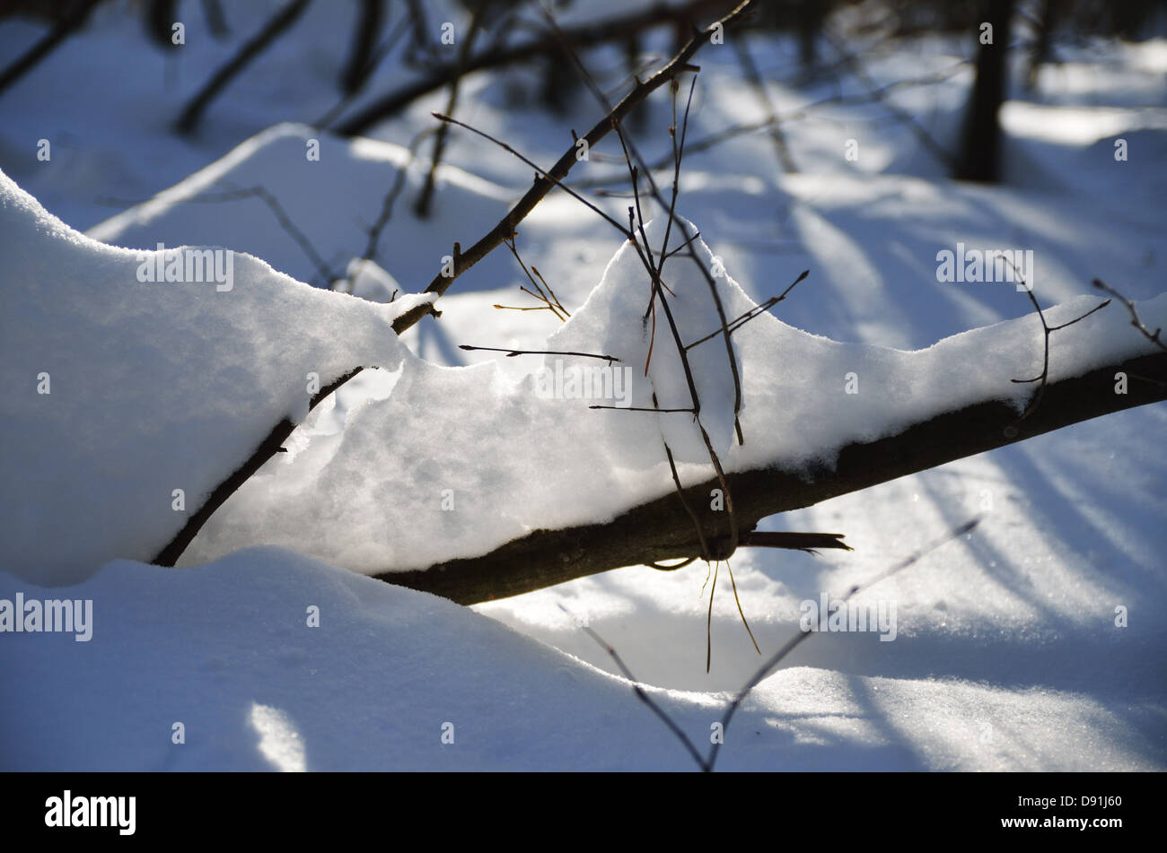 Winter still life Stock Photo - Alamy