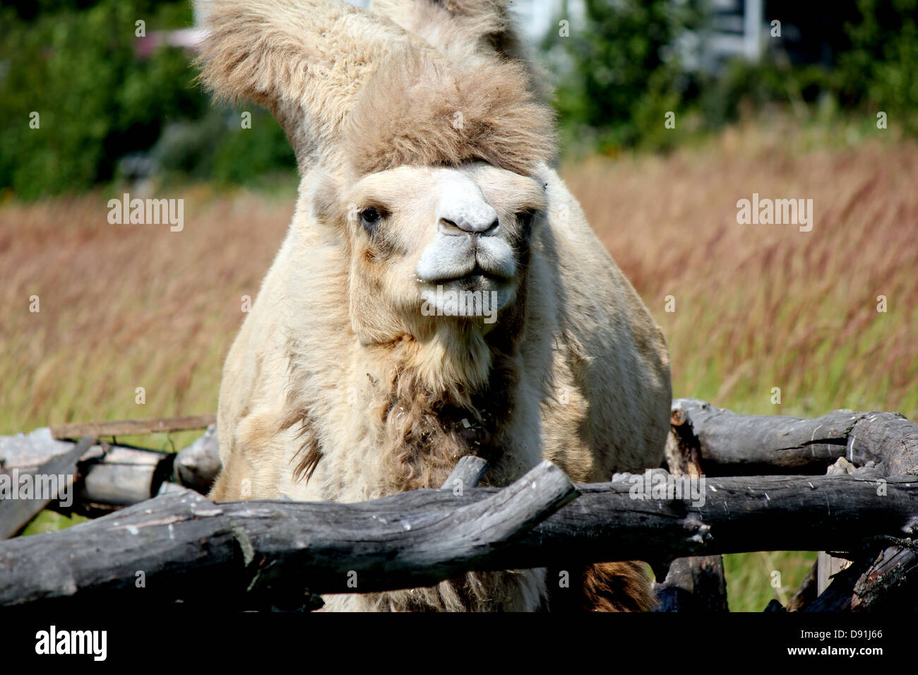 The camel on the farm Stock Photo - Alamy