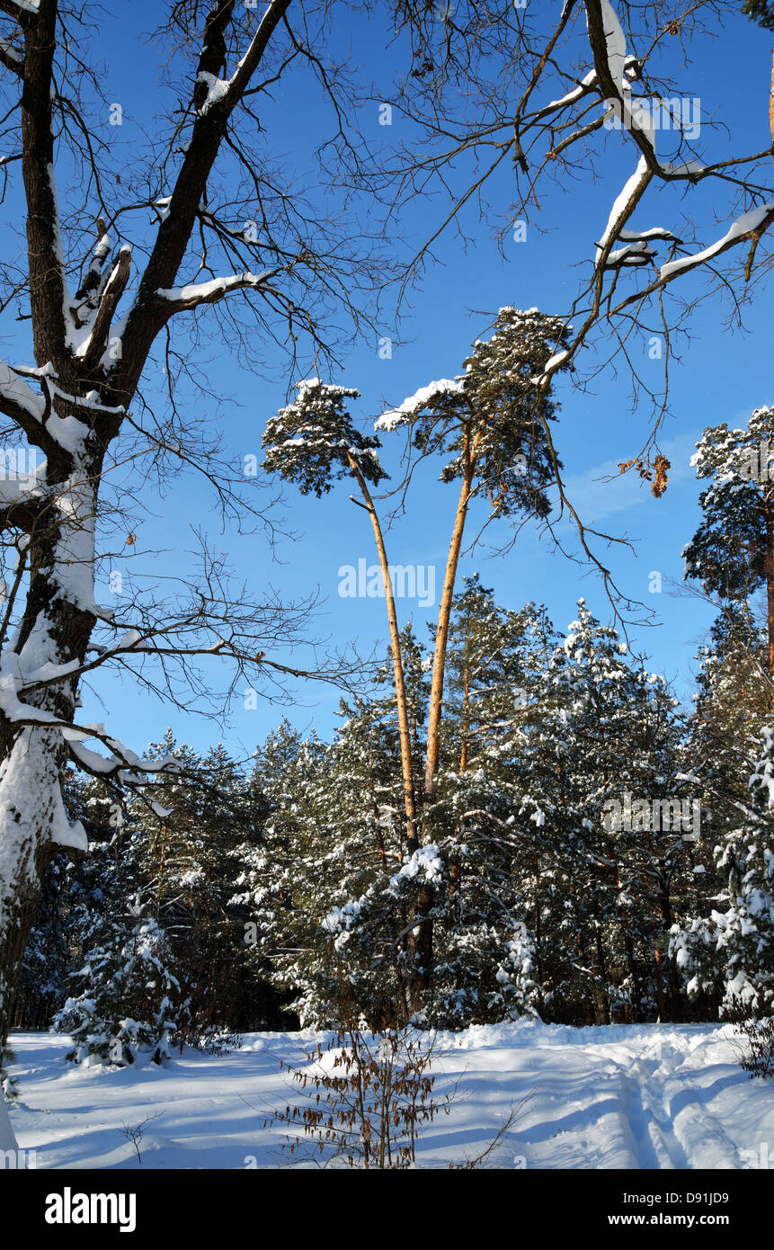 Winter landscape, Ukraine Stock Photo - Alamy