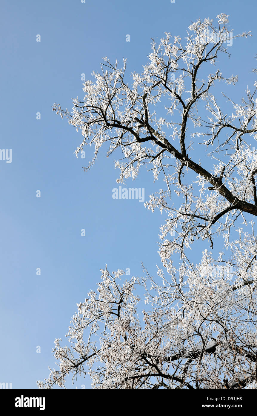 Frost covered trees Stock Photo - Alamy