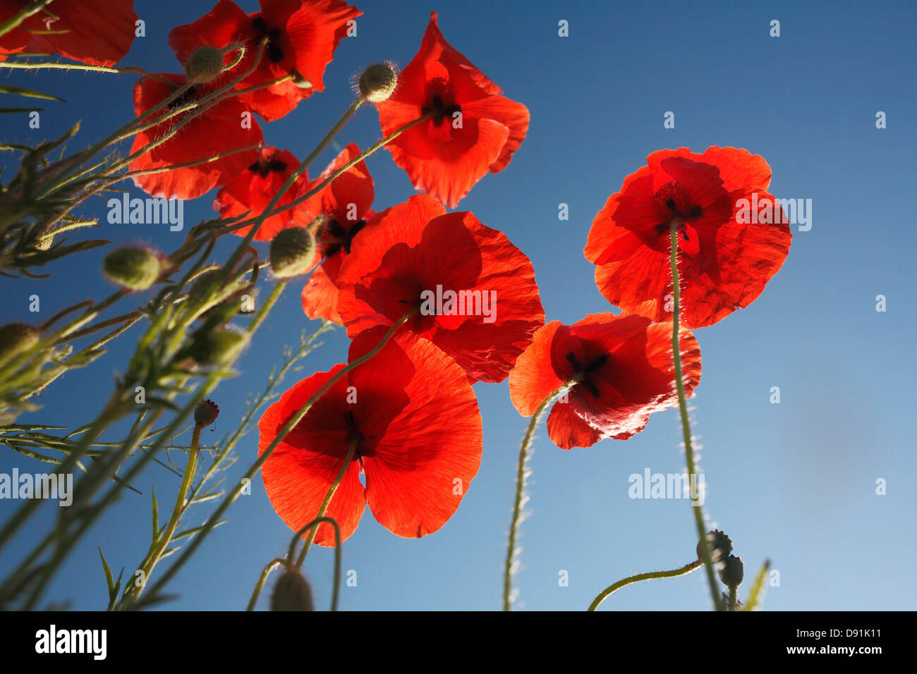 Poppy field hi-res stock photography and images - Alamy