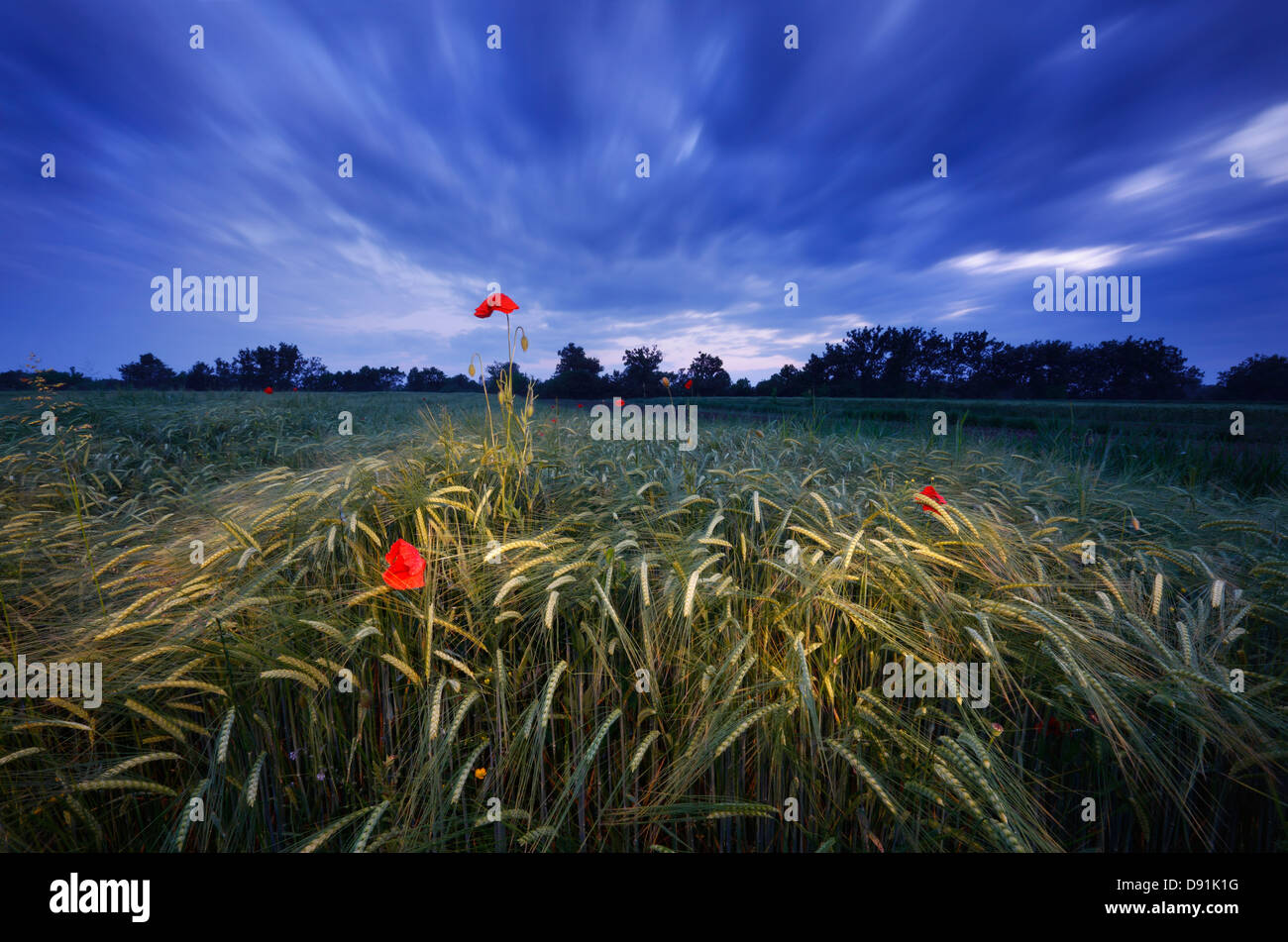 Forest poppy hi-res stock photography and images - Alamy