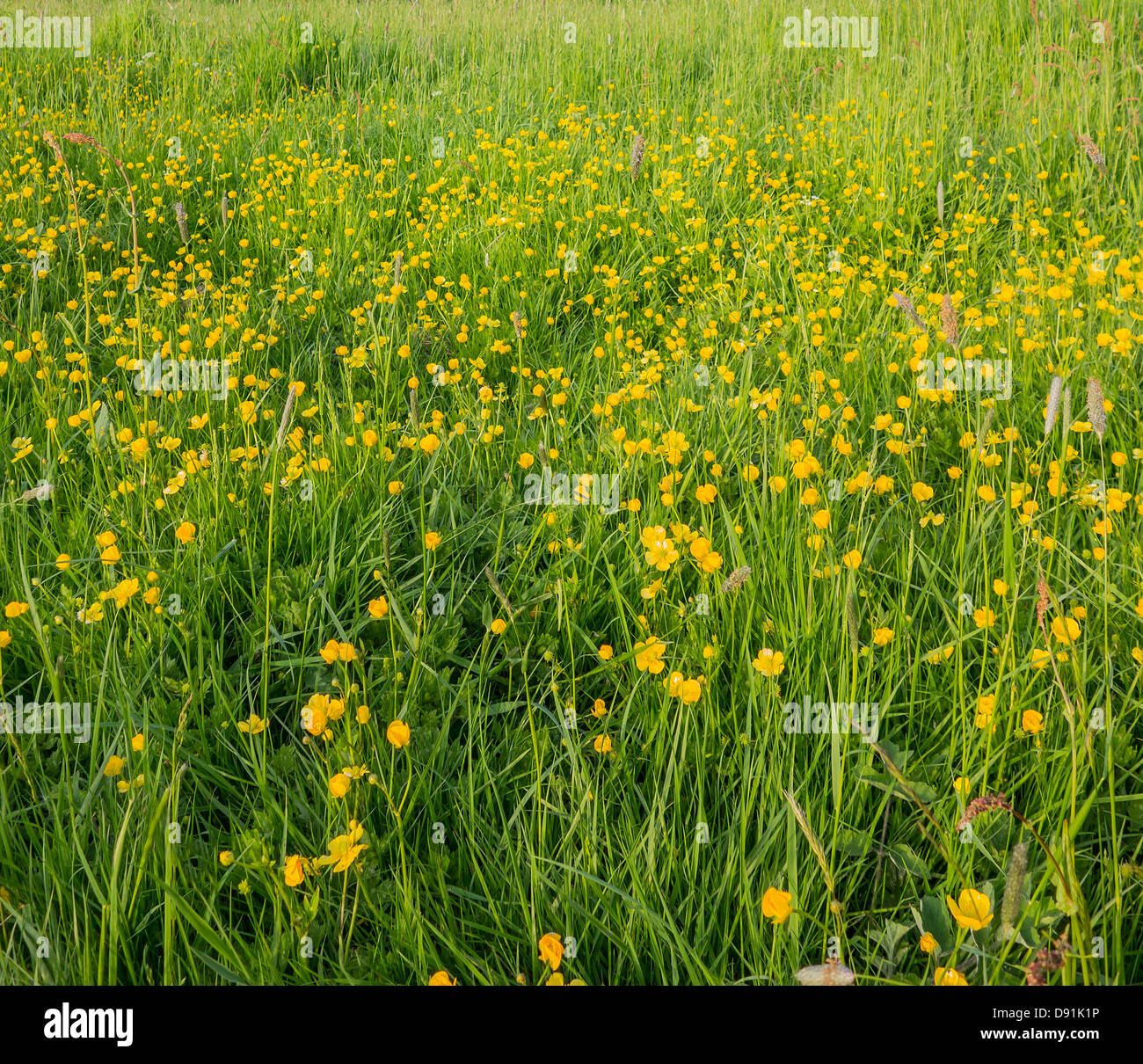 English buttercup hi-res stock photography and images - Alamy