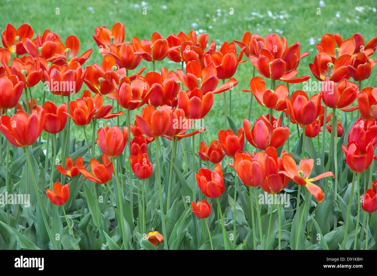 Red tulip patch in the Stadtpark Stock Photo - Alamy