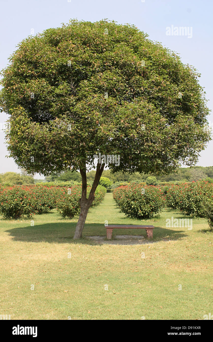 Shade tree bench hi-res stock photography and images - Alamy