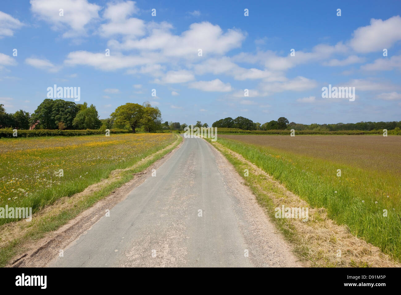 A small country road in the Yorkshire wolds, England, with buttercup ...
