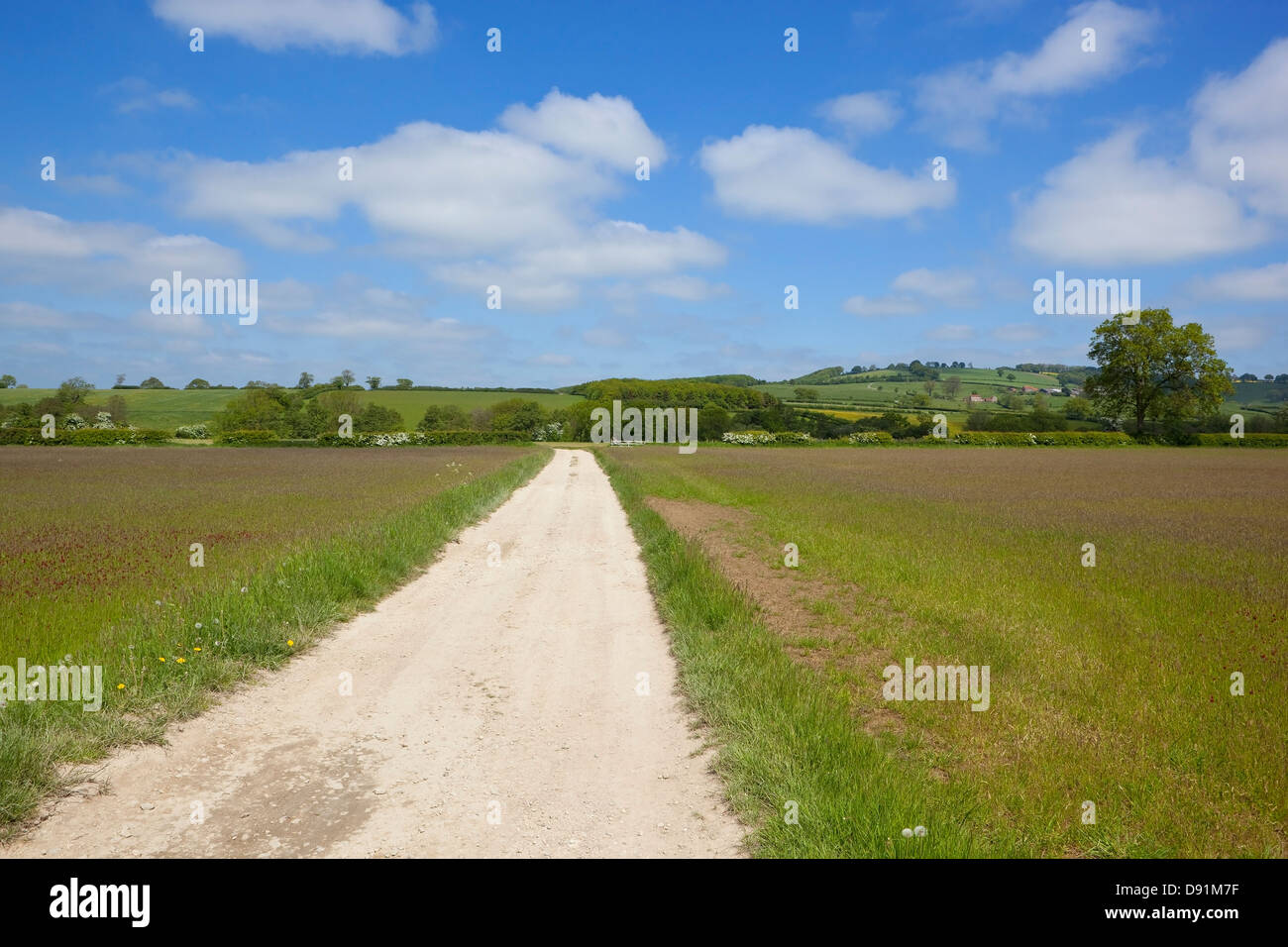 Yorkshire wolds summer landscape with a limestone track between hay ...