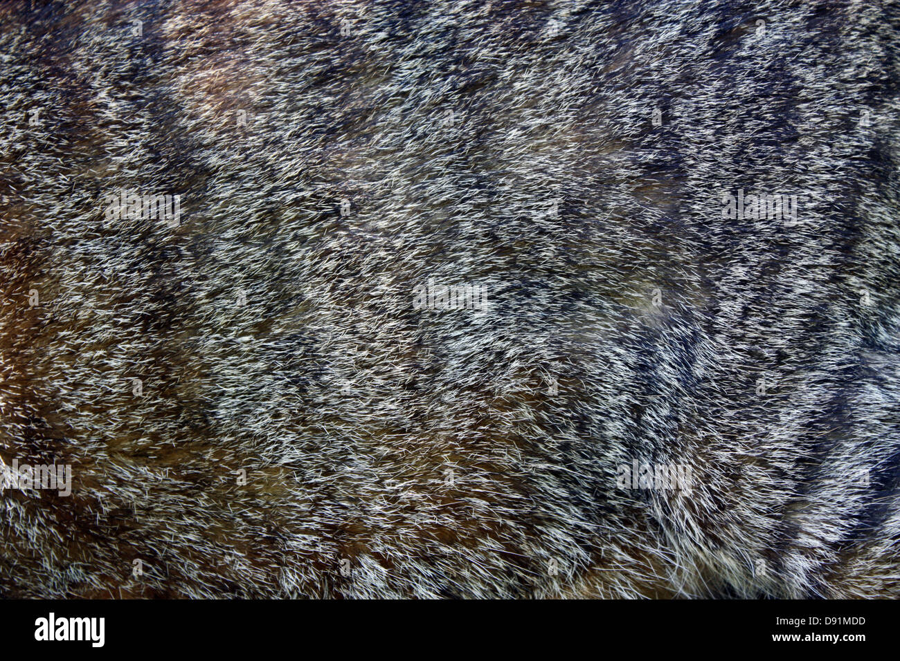 Cats fur texture hi-res stock photography and images - Alamy