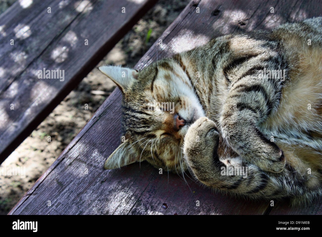 Fed fat cat Stock Photo - Alamy