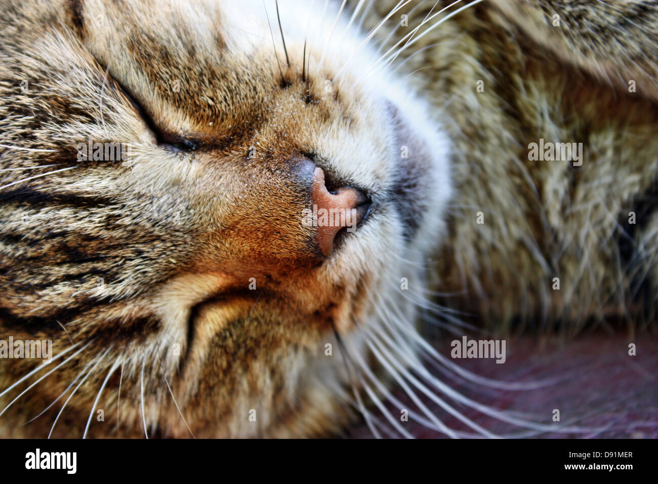 Racial hunting hi-res stock photography and images - Alamy