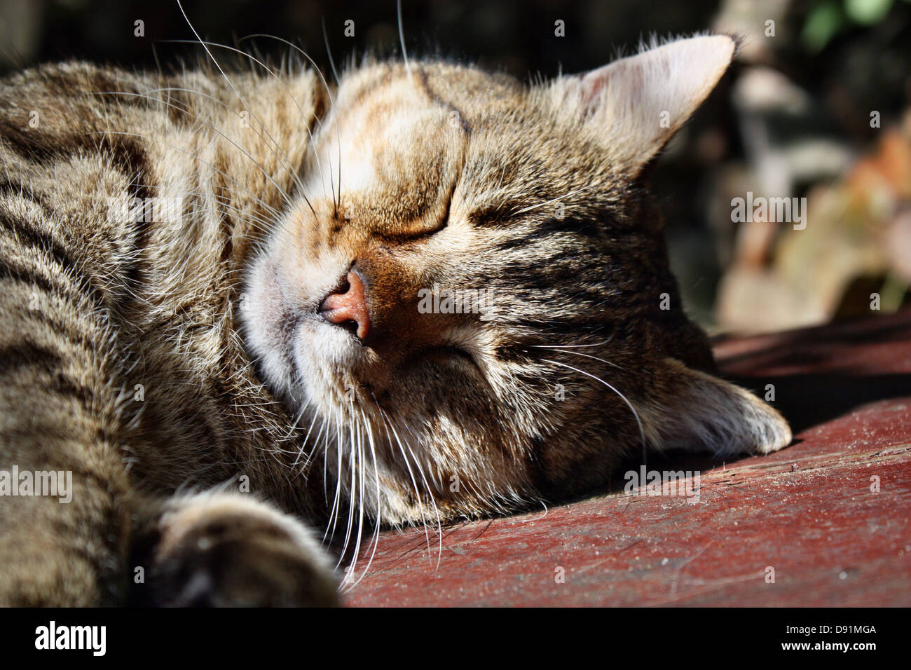 Sweet head cat Stock Photo - Alamy