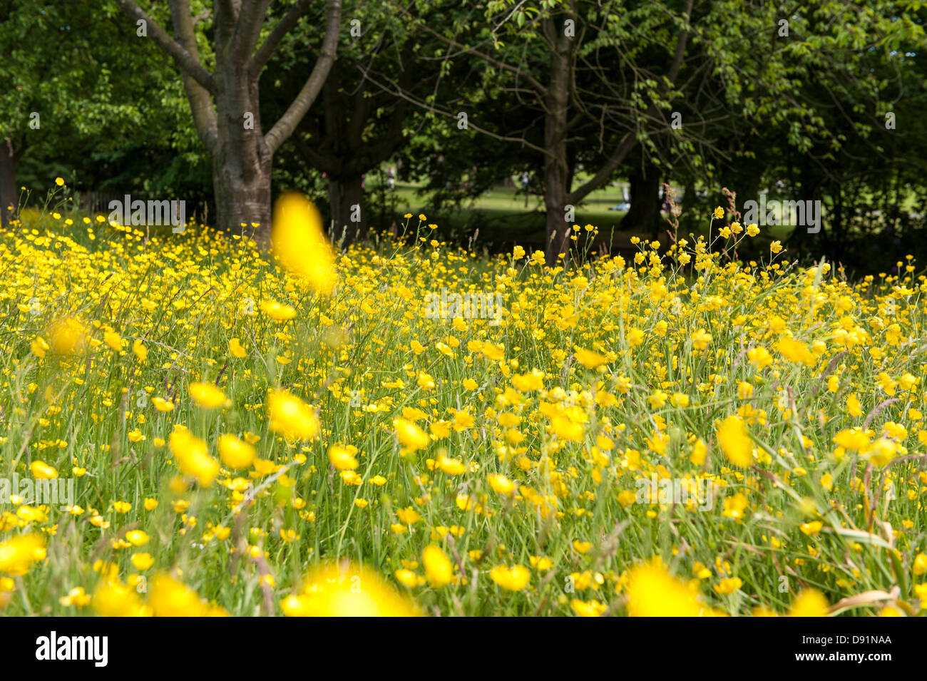 Plant buttercups hi-res stock photography and images - Alamy