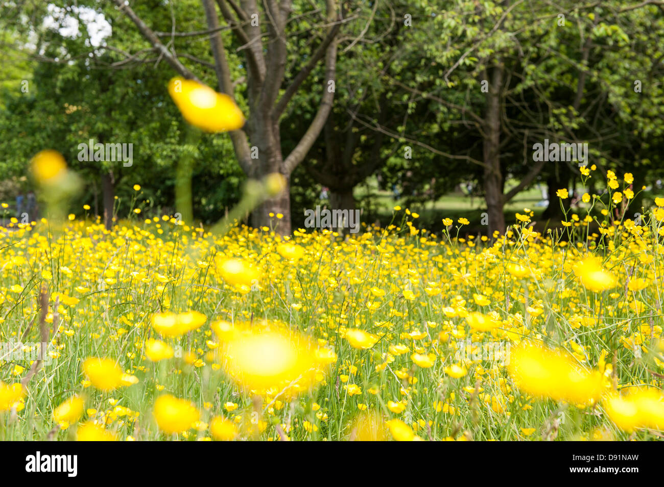 London, UK Hampstead Heath. Yellow buttercups, swaying in the breeze on ...