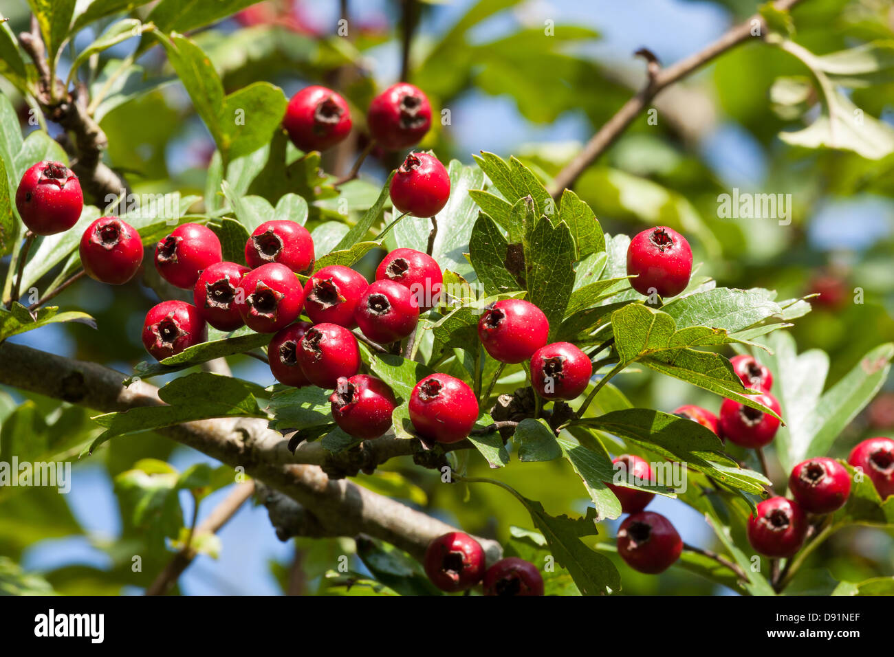 Mature nice red hawthorn berries (Crataegus laeviagata Stock Photo - Alamy