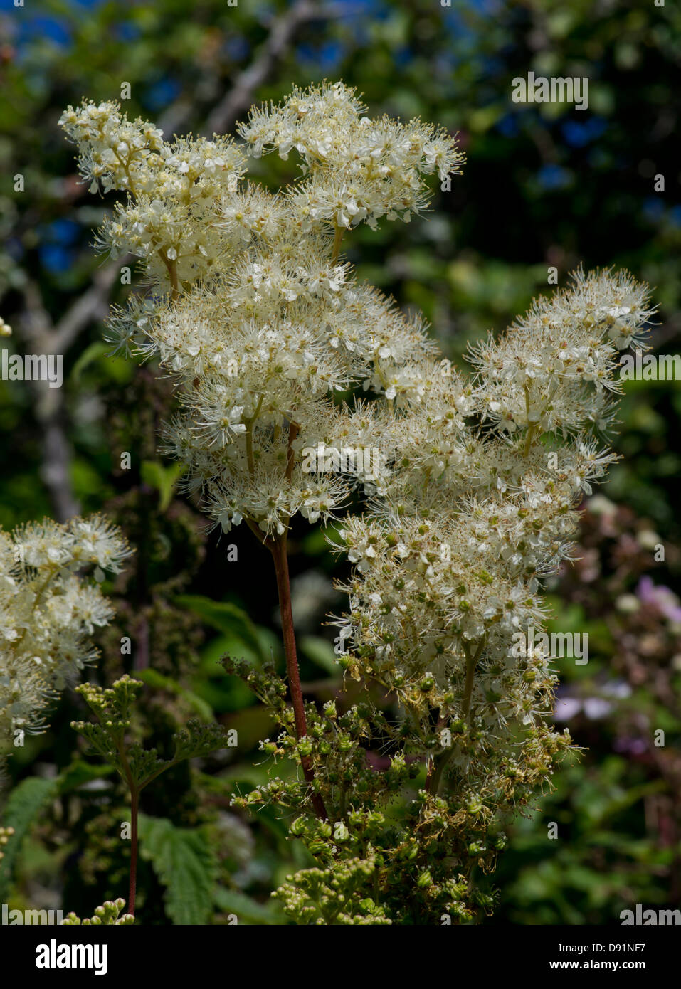 Fairly common in damp habitats, flowering in late summer Stock Photo ...