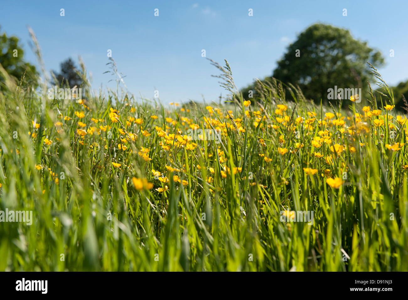 London, UK Hampstead Heath. Yellow buttercups, swaying in the breeze on ...